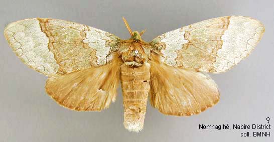 Papua Insects Foundation (Lepidoptera/Notodontidae/Netria arisemna)